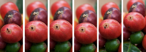 Coffee Berry Borer Factsheet • Oil Slick Coffee